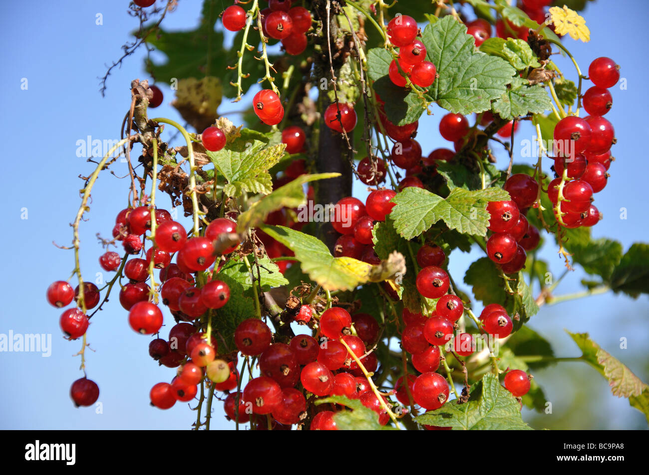 Currants growing uk hi-res stock photography and images - Alamy