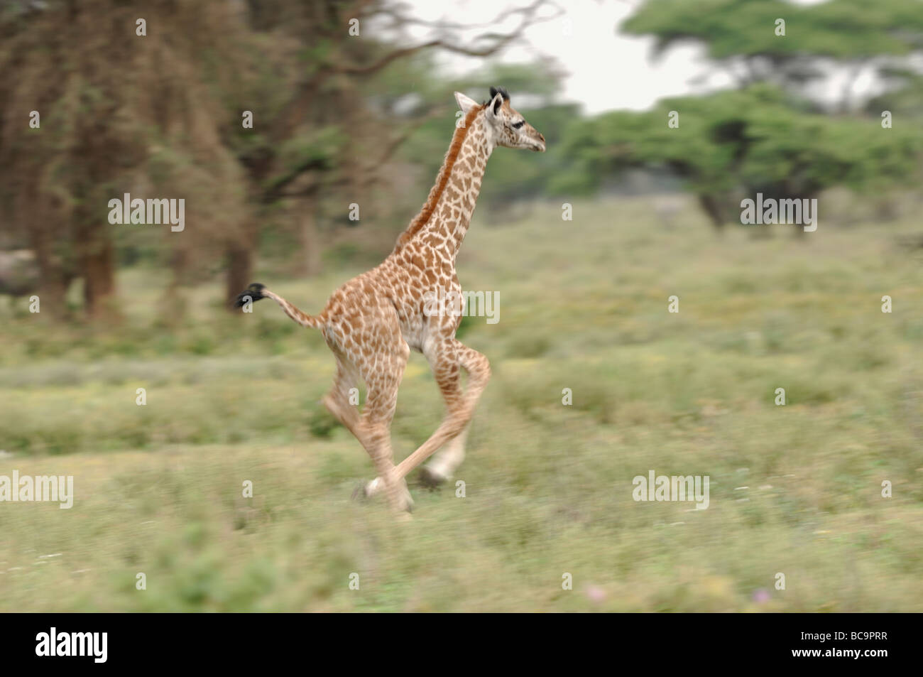 Baby Giraffe Running Stock Photos Baby Giraffe Running Stock Images