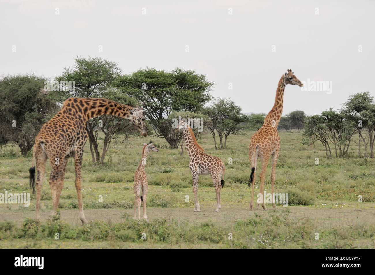 Stock photo of a giraffe cow and calf standing together in the Ndutu ...