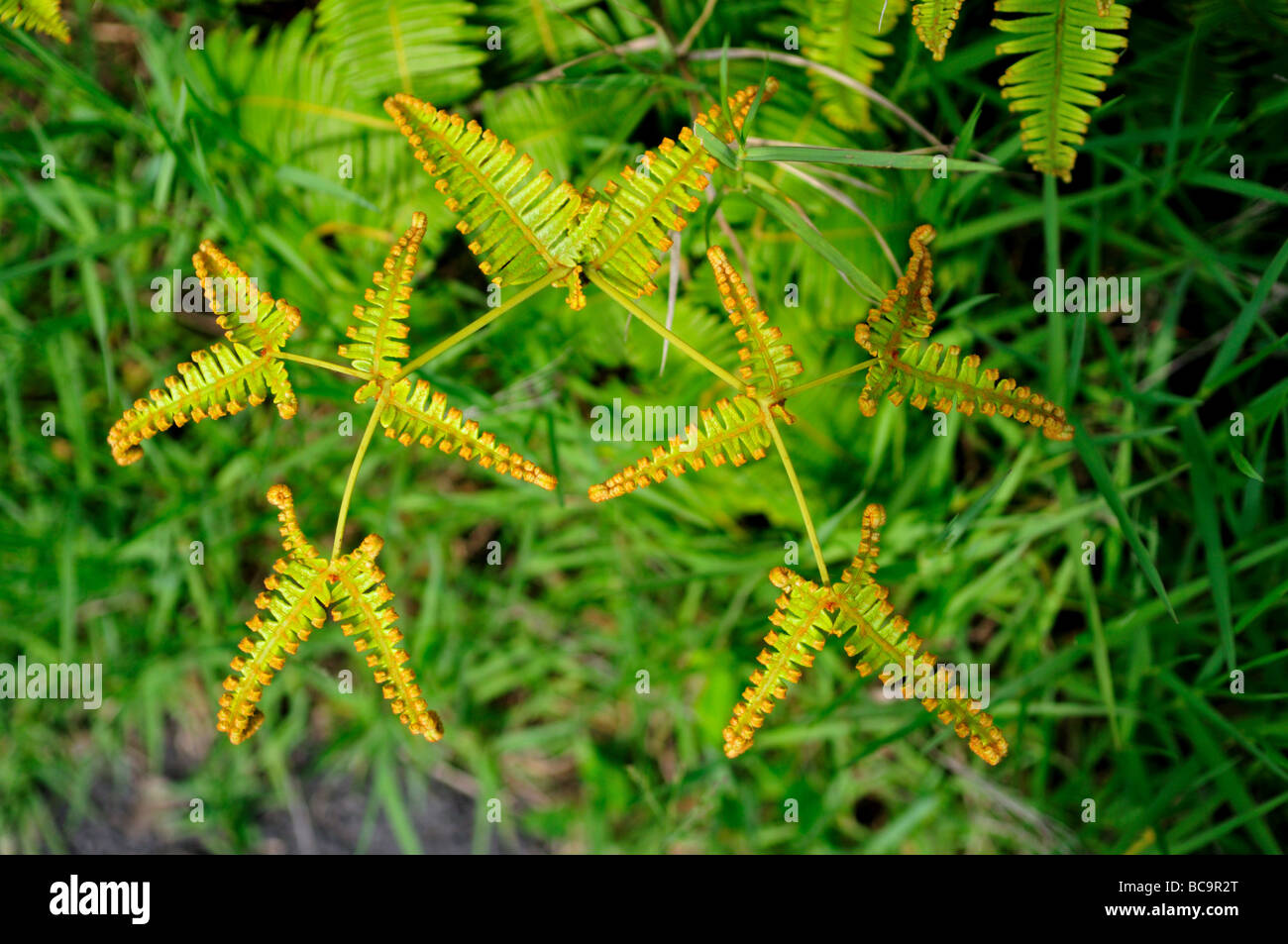 Symmetrical growth of new fern leaves. Hawaii Volcanoes National Park ...