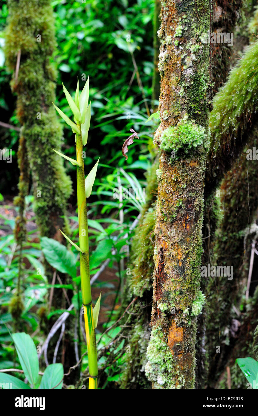 Bamboo plant hi-res stock photography and images - Alamy