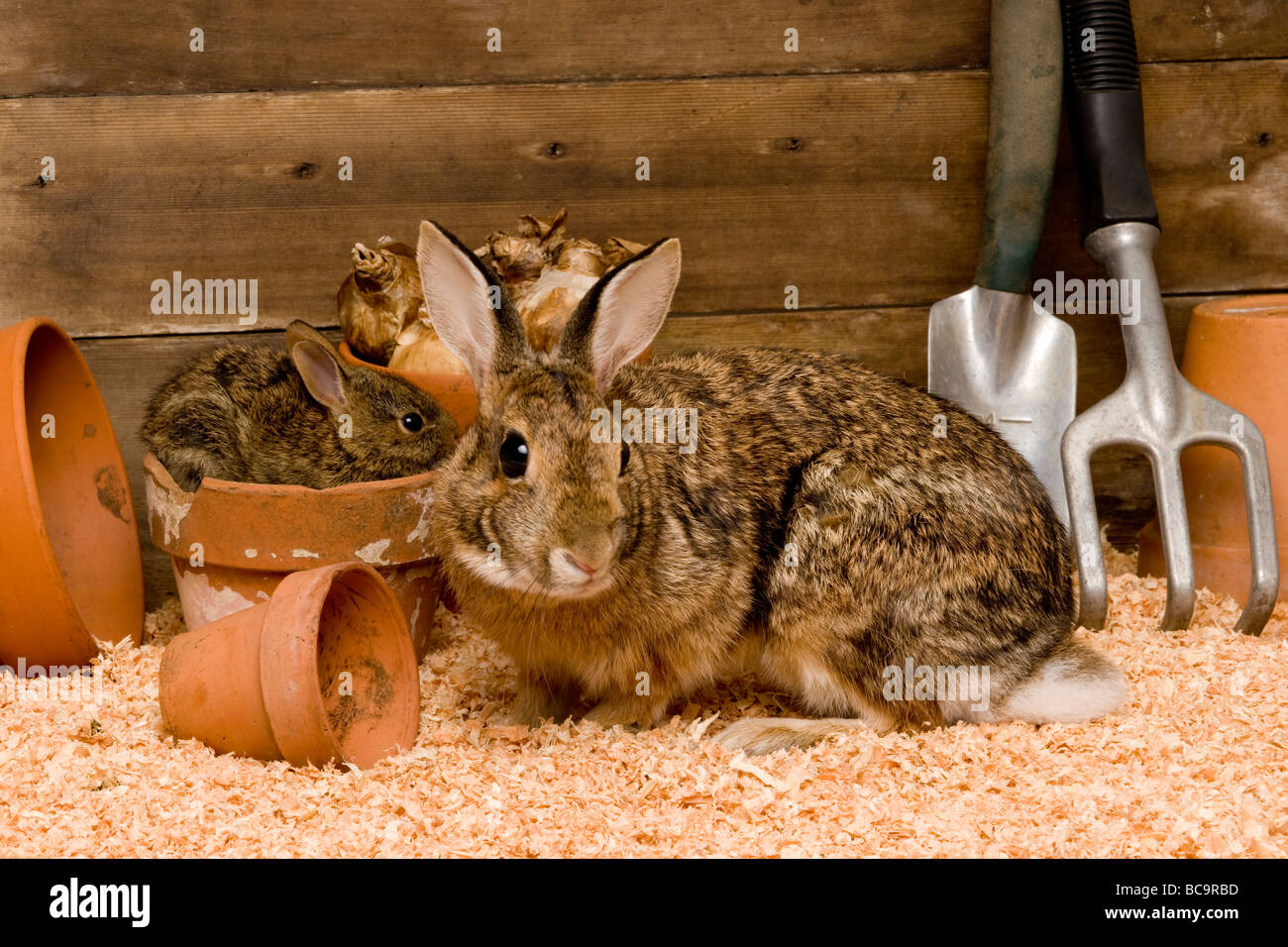 surprised cottontail rabbits in potting area Stock Photo - Alamy