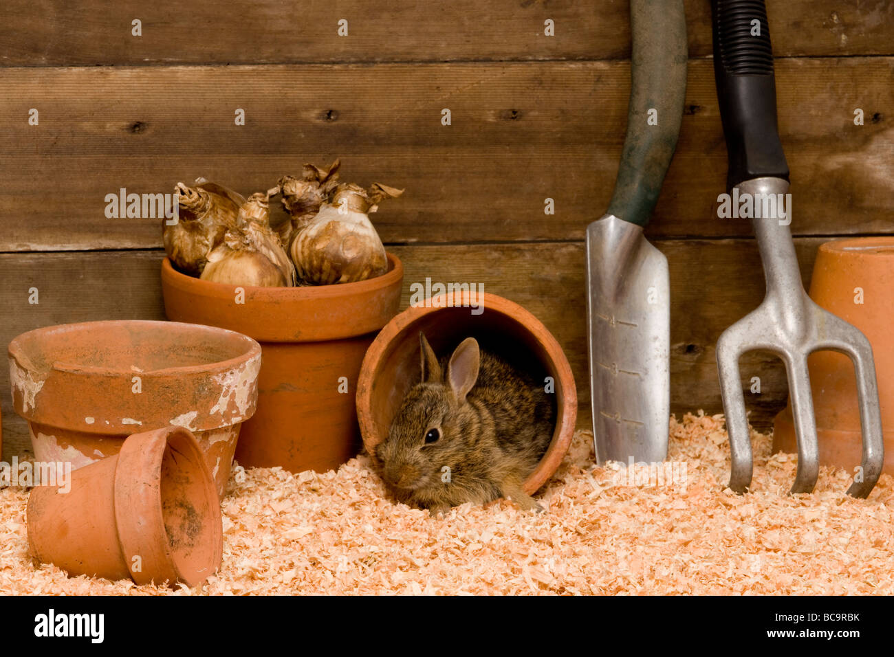 young rabbit in clay pot in potting area Stock Photo - Alamy