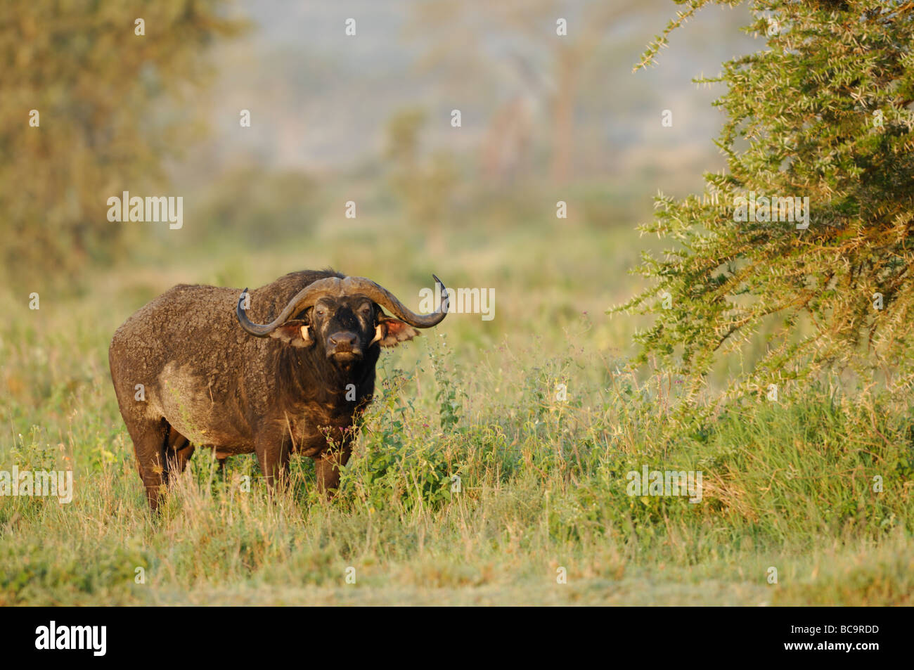 Buffalo stand hi-res stock photography and images - Alamy