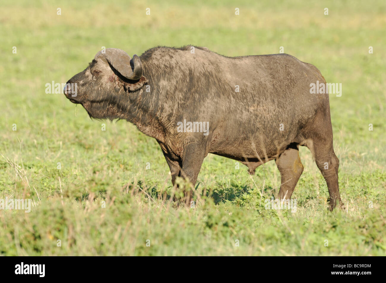 Cape buffalo hi-res stock photography and images - Alamy