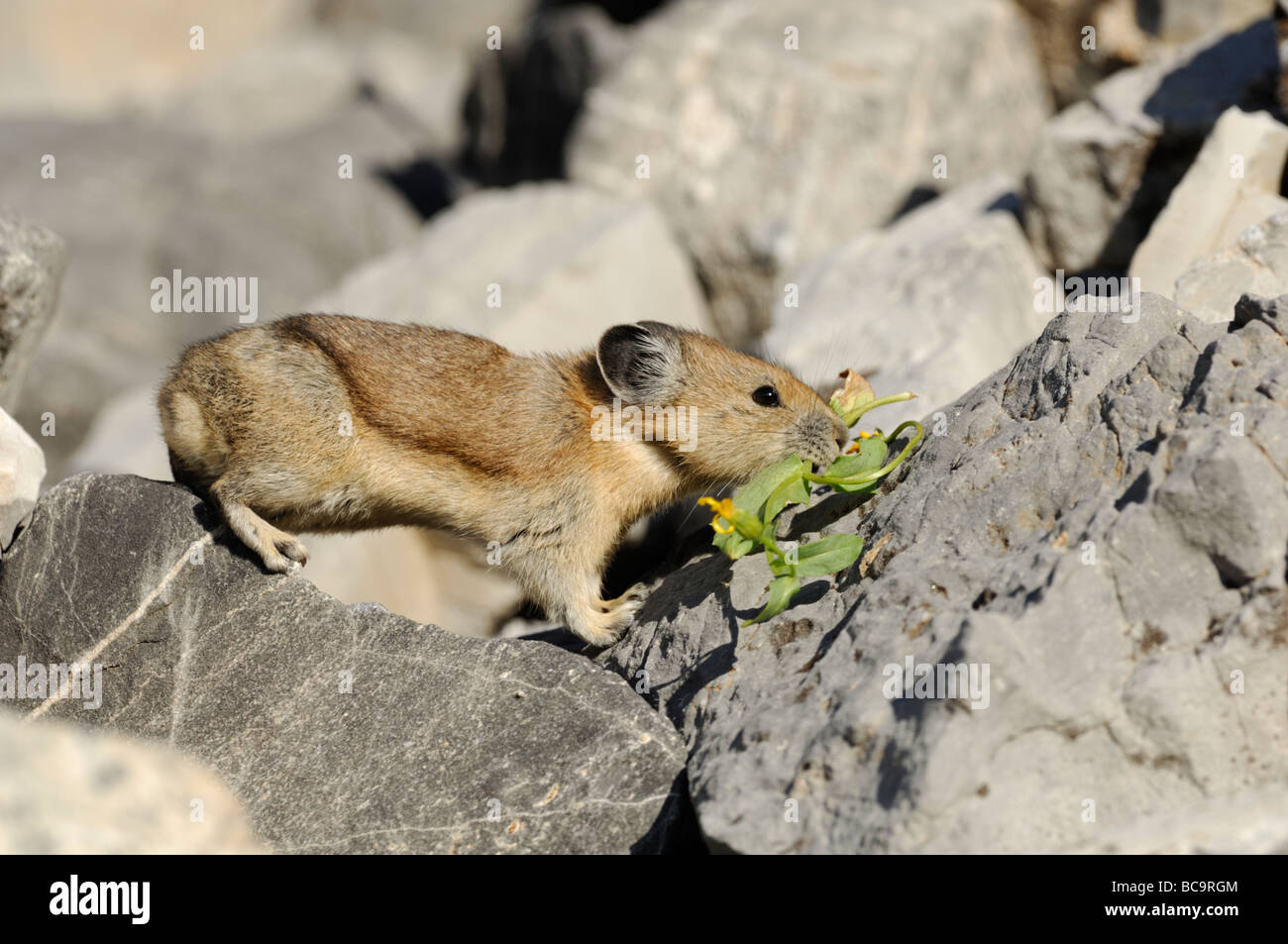 Pika with flower hi-res stock photography and images - Alamy