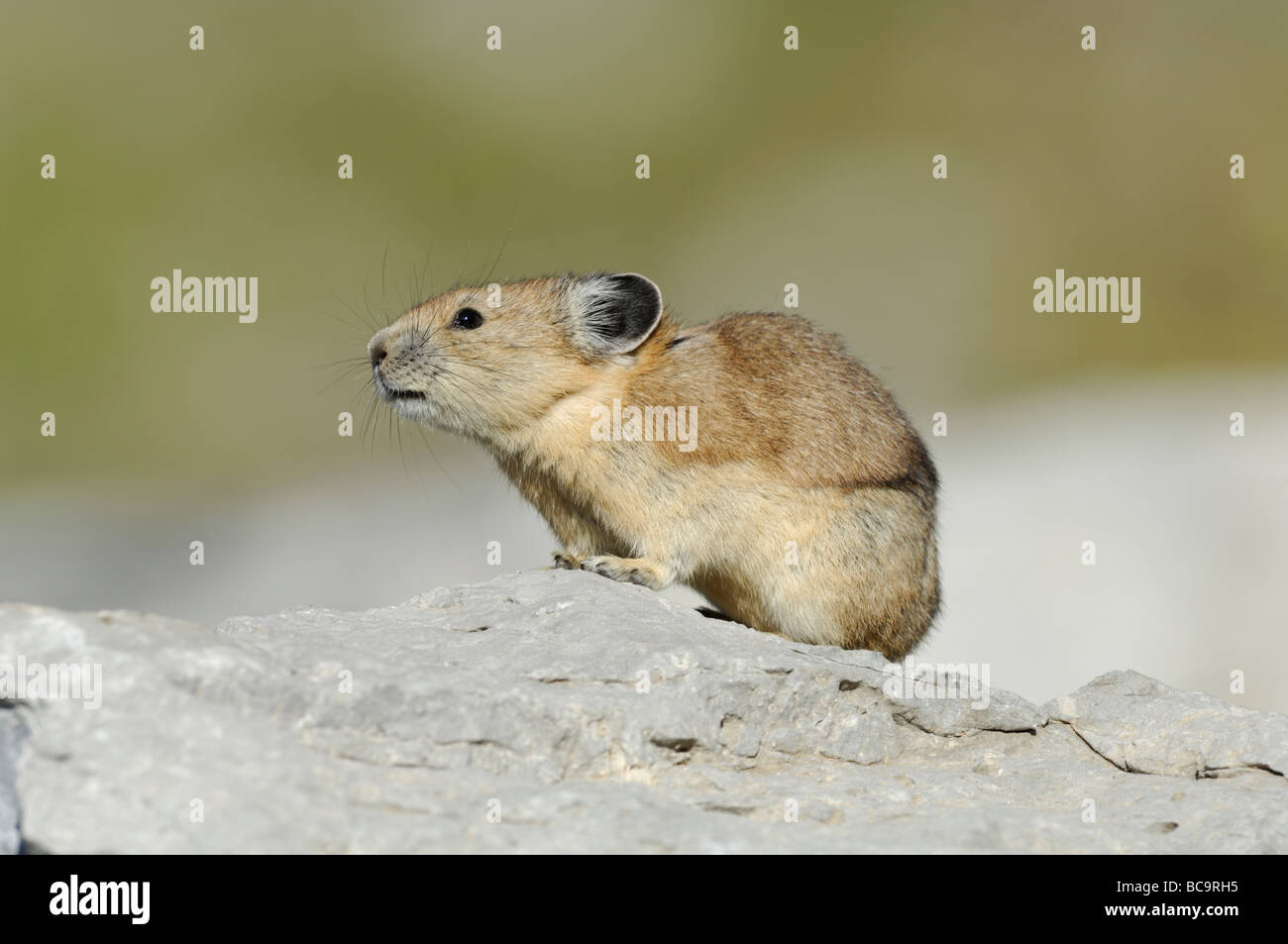Utah pikas hi-res stock photography and images - Alamy