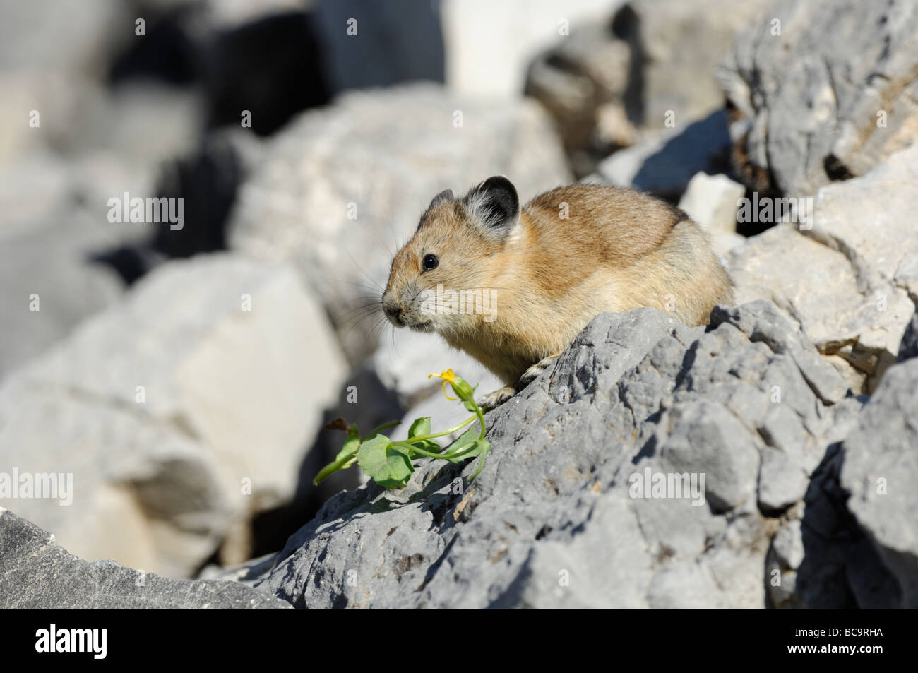 Pika with flower hi-res stock photography and images - Alamy