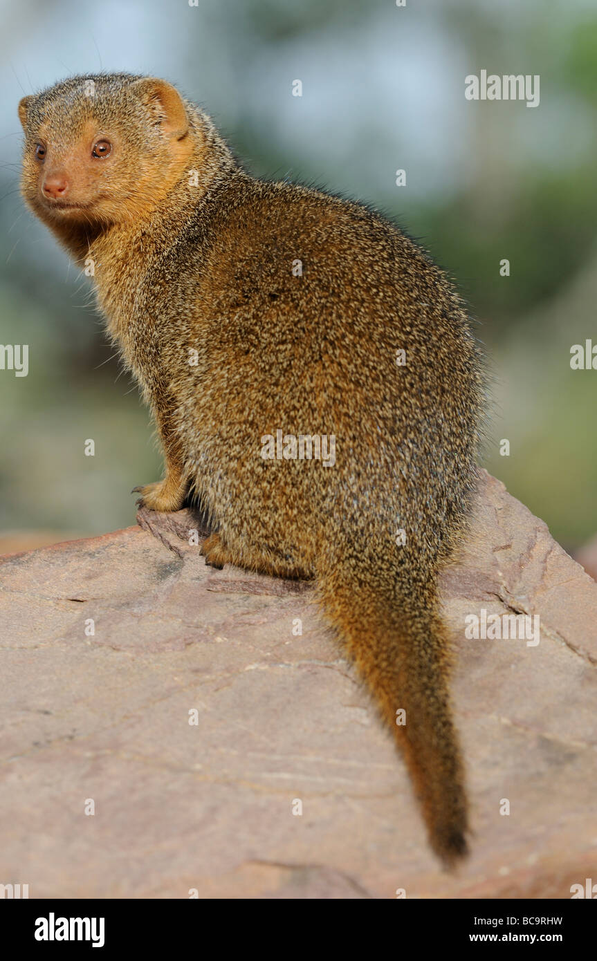Mongoose images hi-res stock photography and images - Alamy