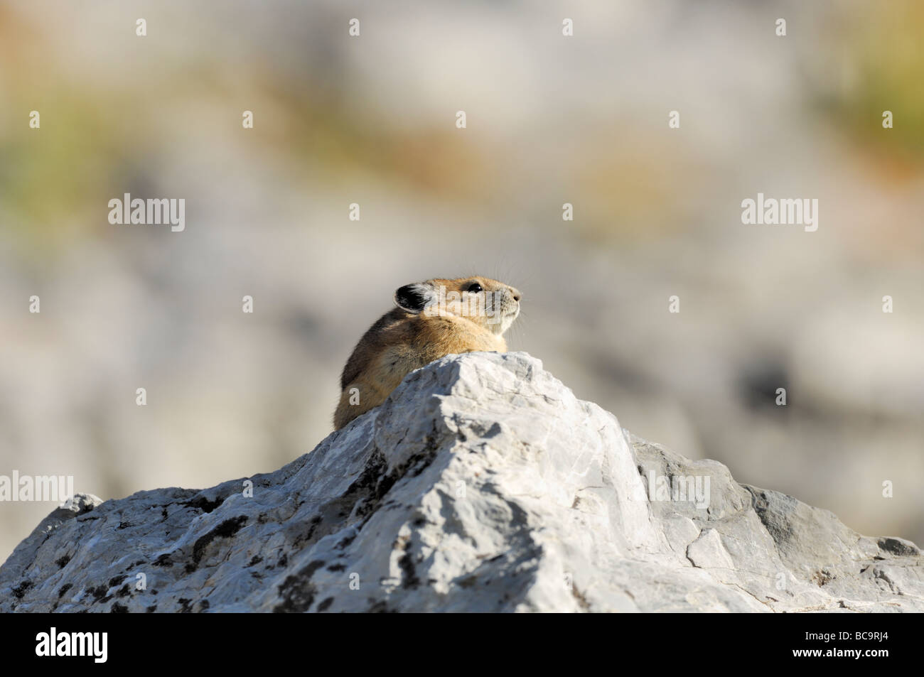Utah pikas hi-res stock photography and images - Alamy