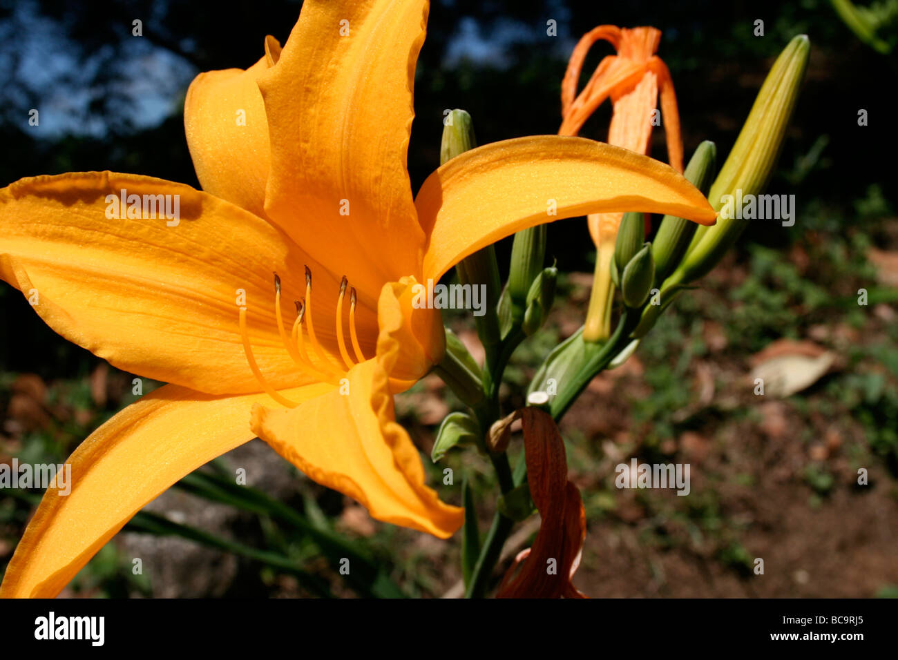 Daylily is the common name of the species, hybrids and cultivars of the ...