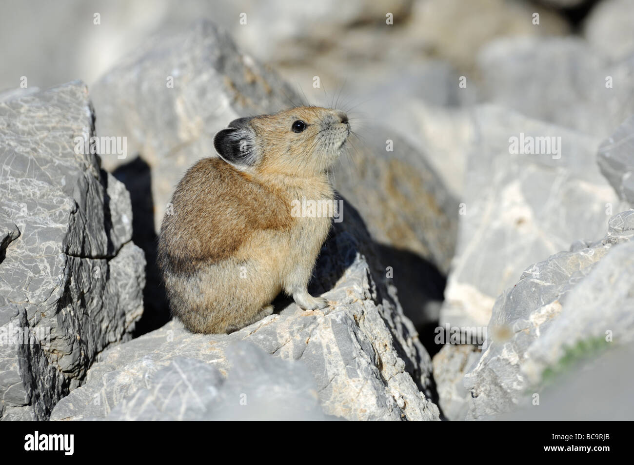 Utah pika hi-res stock photography and images - Alamy