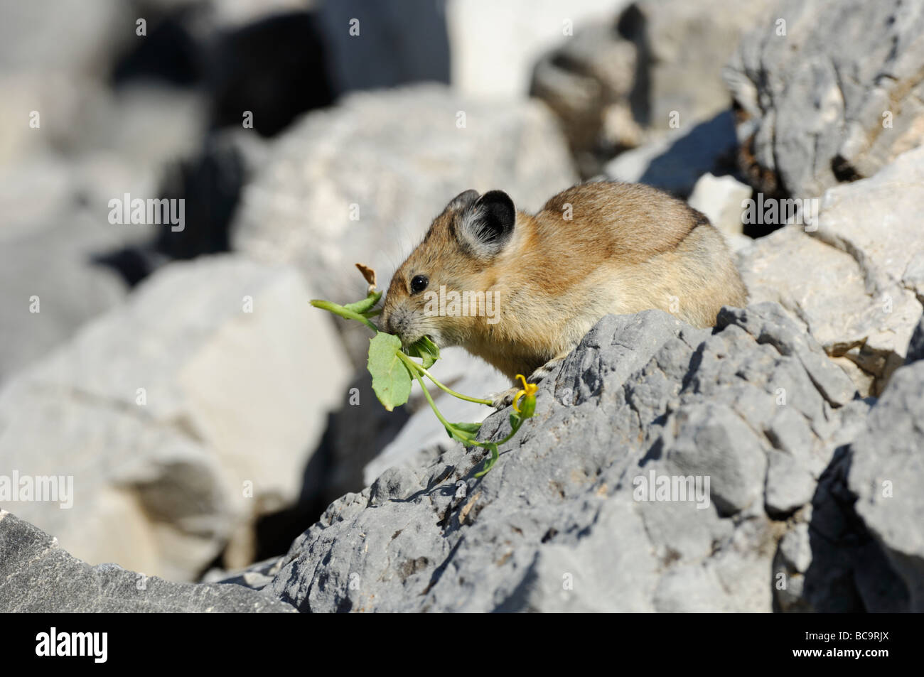Pika gathering haypile hi-res stock photography and images - Alamy