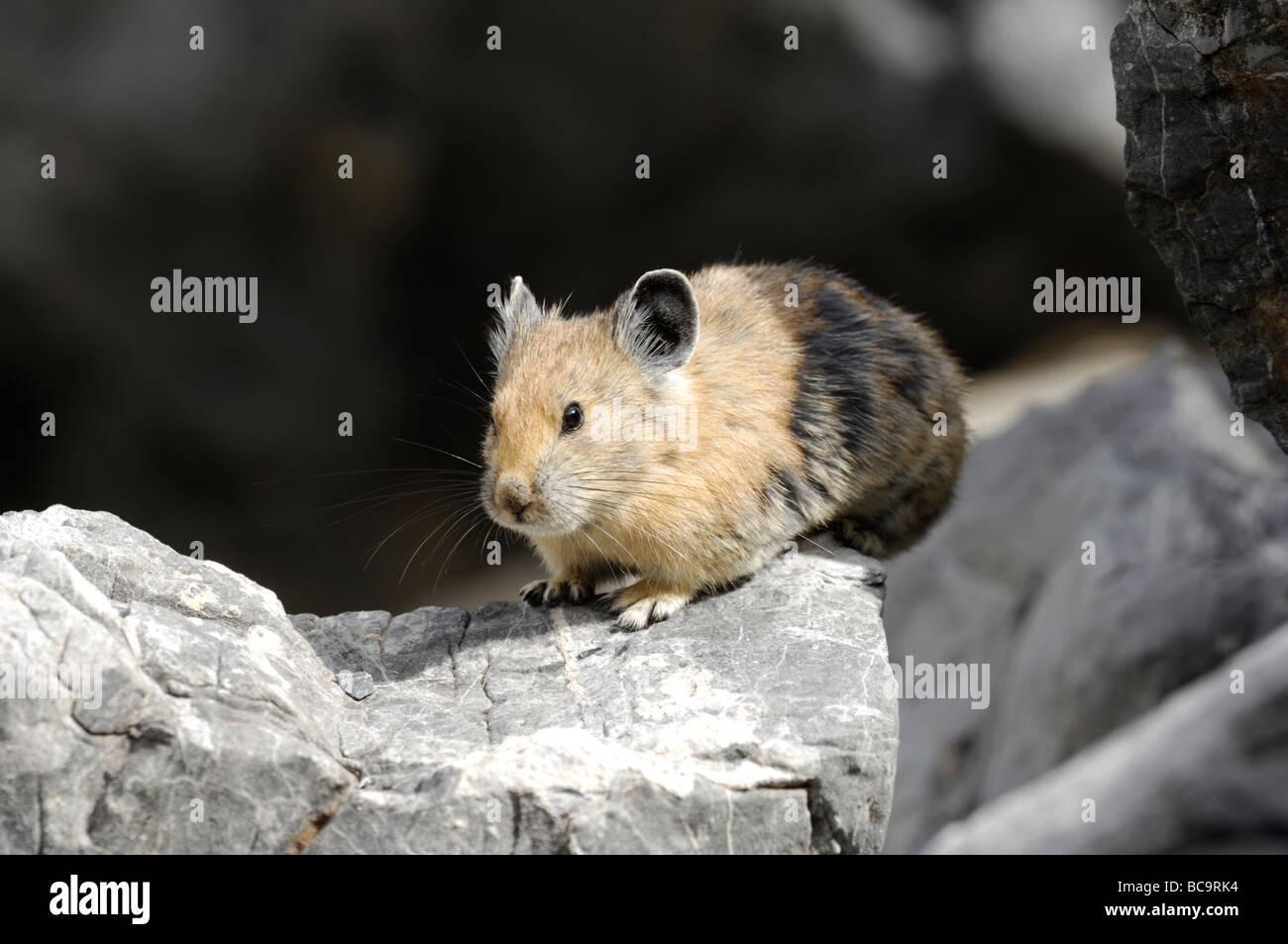 Pika talus slope hi-res stock photography and images - Alamy