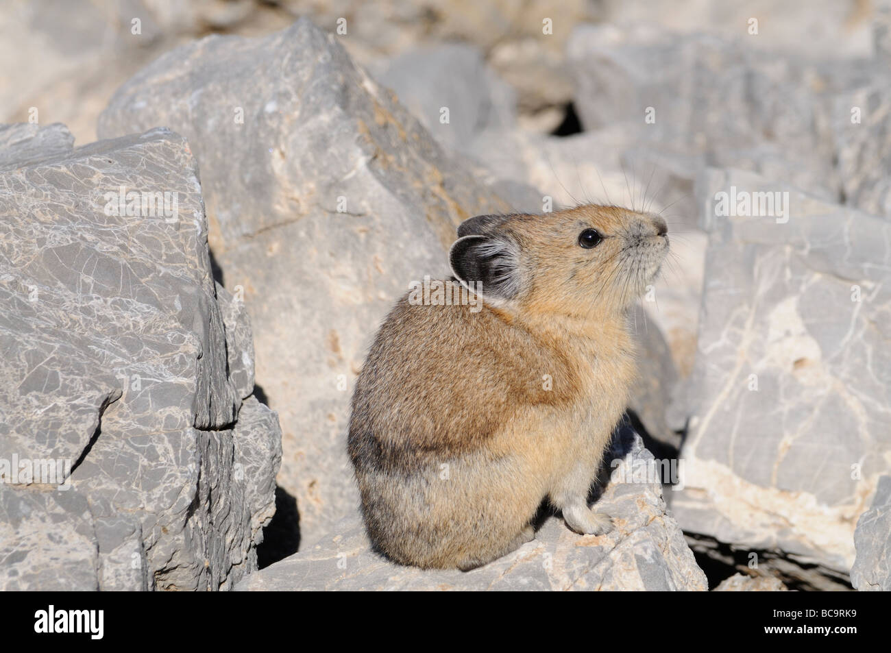 Pika talus slope hi-res stock photography and images - Alamy