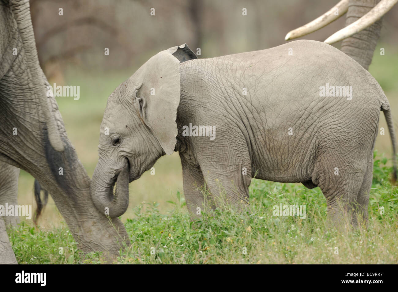 Nudge nudging hi-res stock photography and images - Alamy