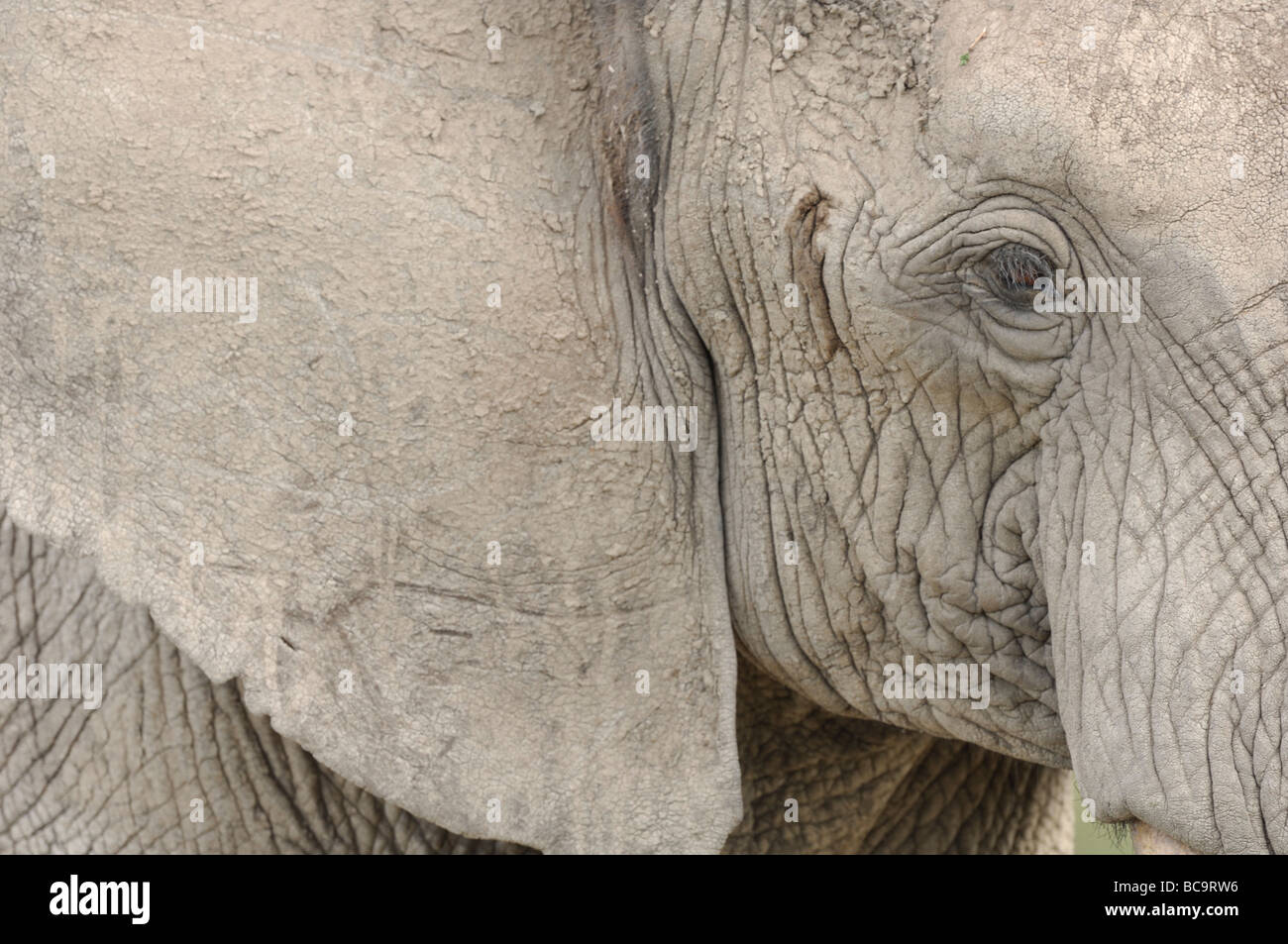 Elephant face profile hi-res stock photography and images - Alamy