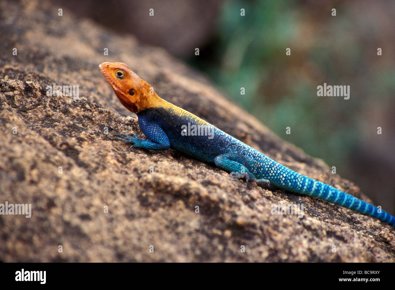 Kenyan lizard hi-res stock photography and images - Alamy
