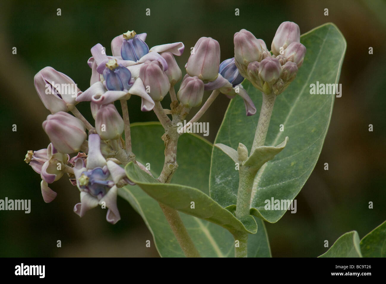 Crown flowers hi-res stock photography and images - Alamy