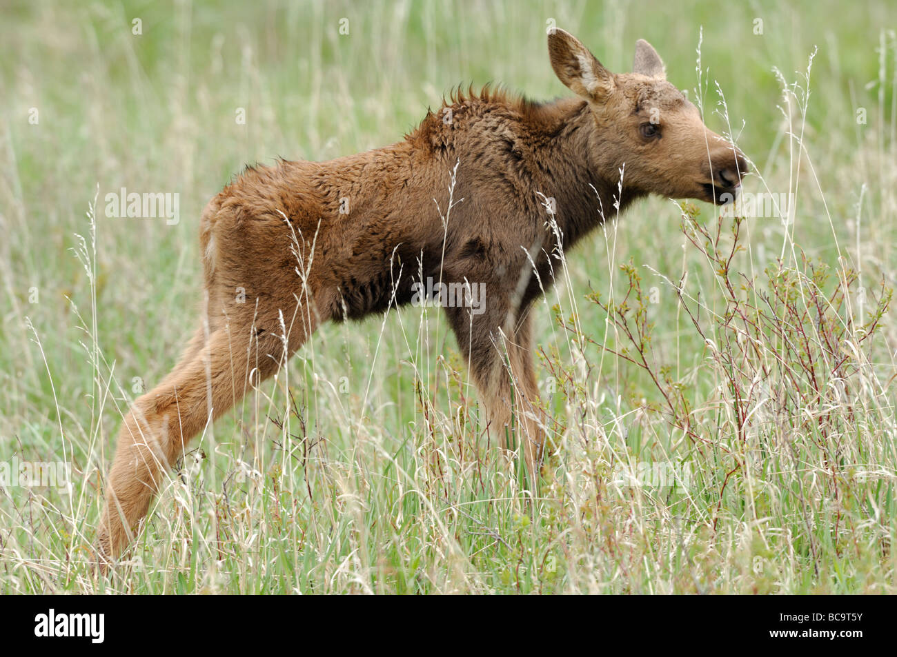 Full body photo of a moose hi-res stock photography and images - Alamy