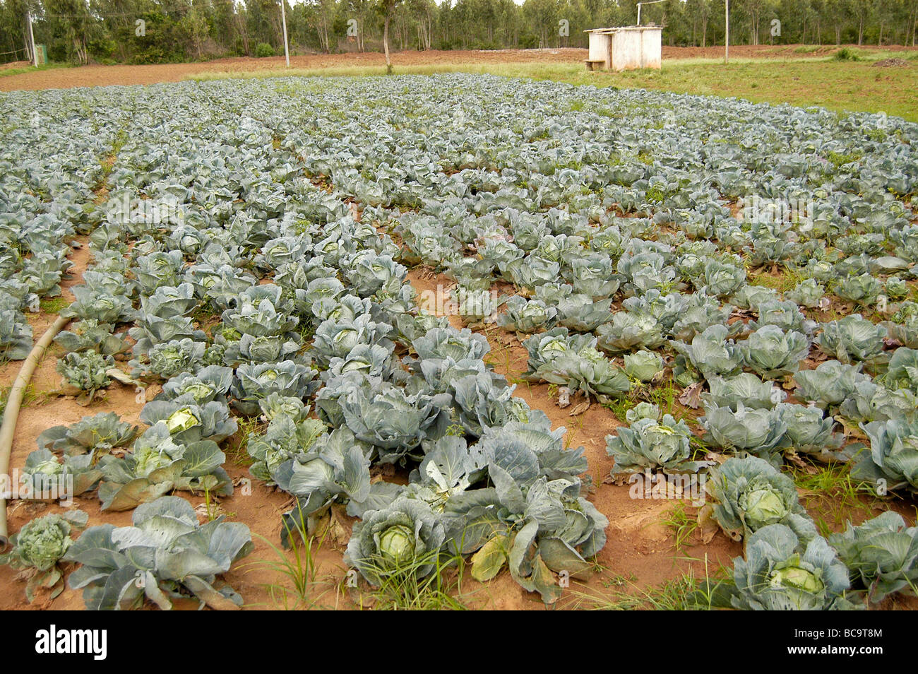 Cabbage india hi-res stock photography and images - Alamy