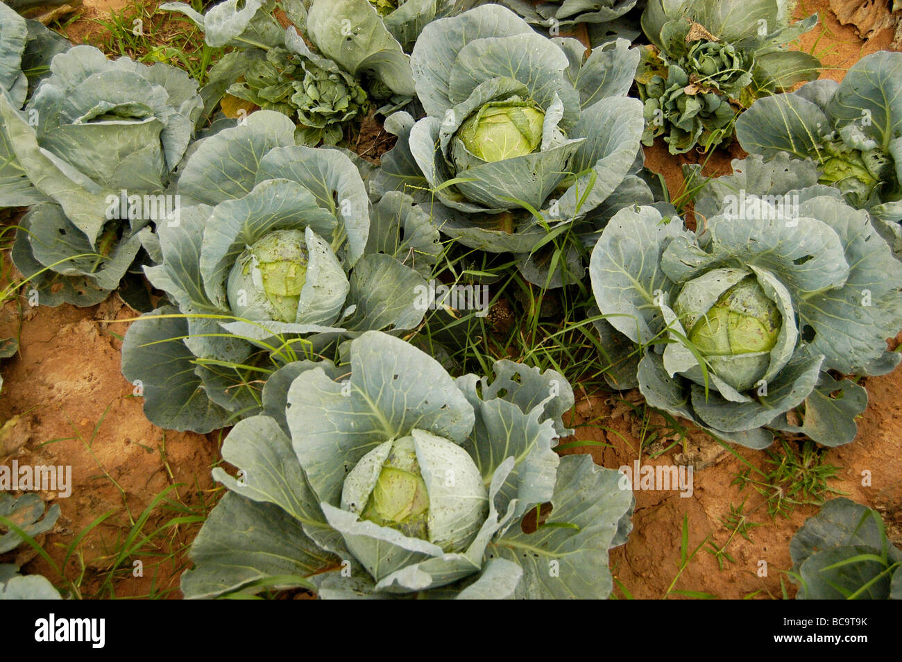 CABBAGE FARM IN MYSORE, INDIA Stock Photo - Alamy