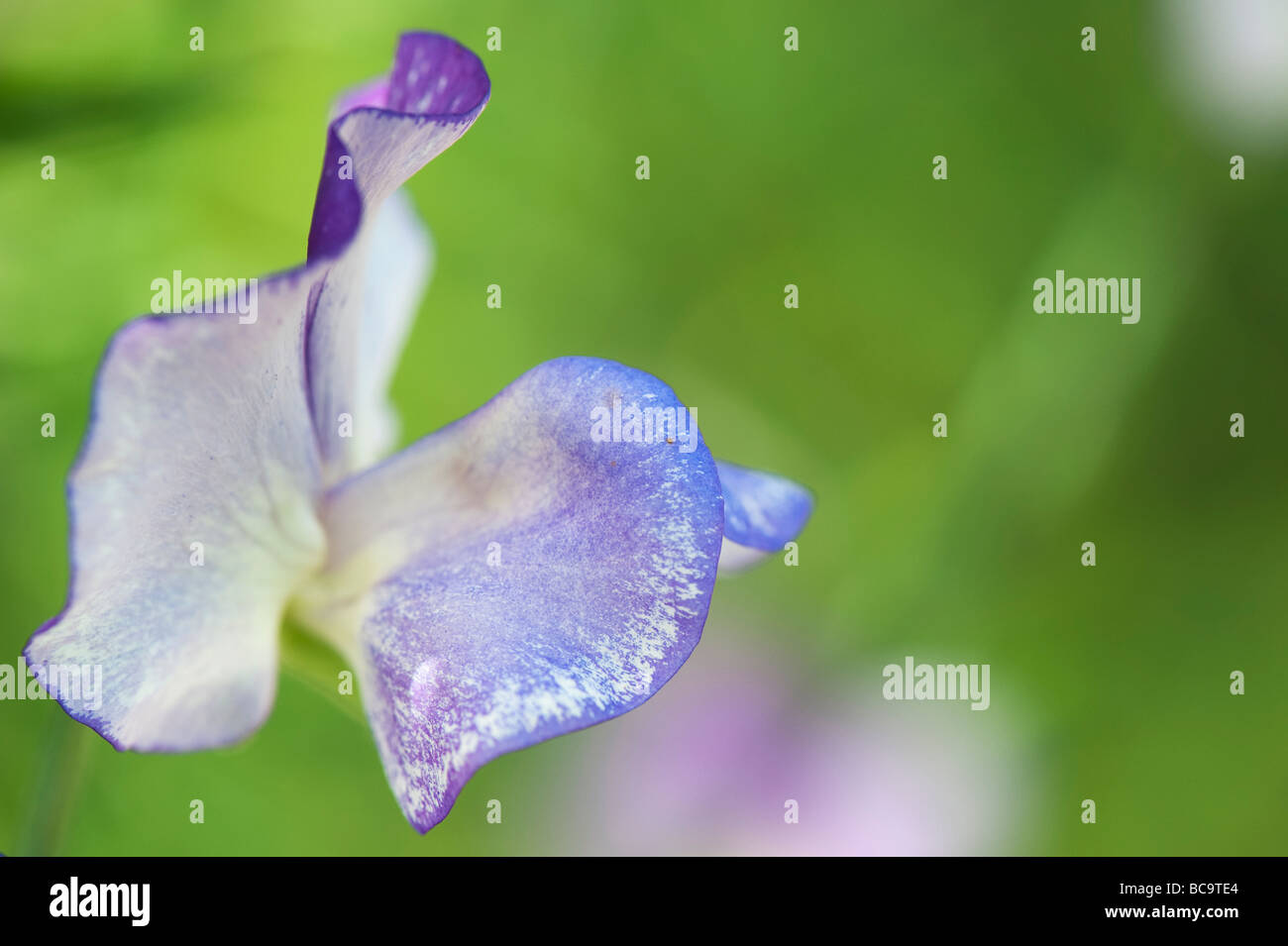 Lathyrus odoratus, Sweet pea 'Blue ripple' flower Stock Photo - Alamy