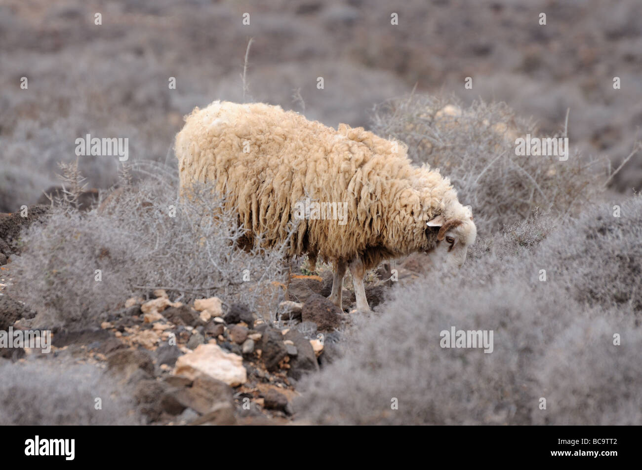 Sheep animal farm spain hi-res stock photography and images - Alamy