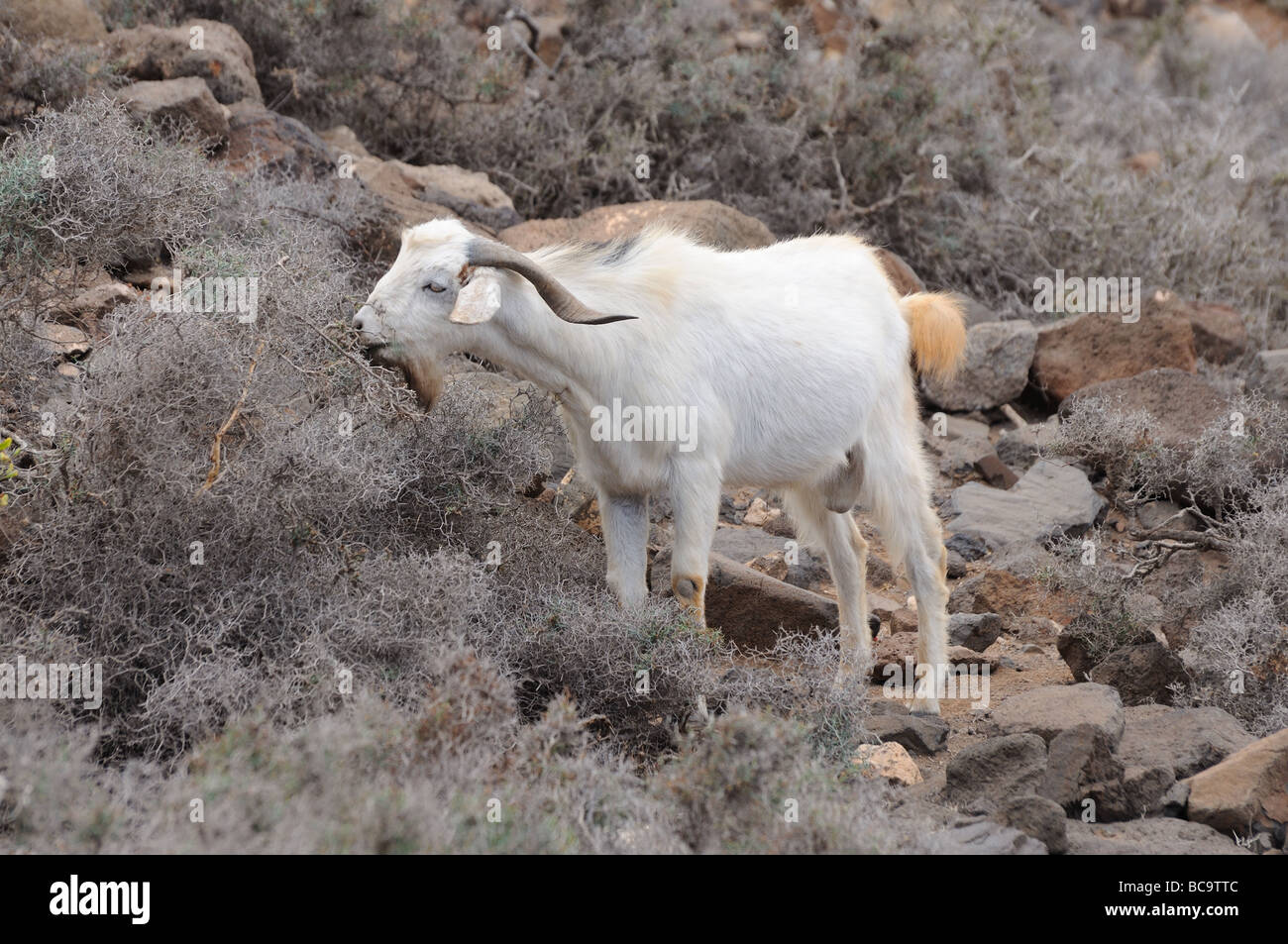 Grazing Goat on Canary Island Fuerteventura, Spain Stock Photo - Alamy
