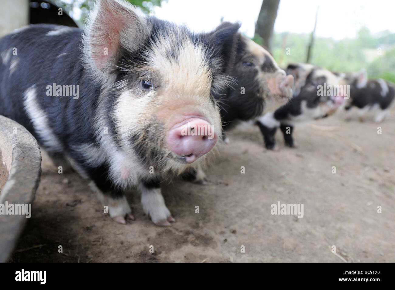 Kune kune pigs hi-res stock photography and images - Alamy