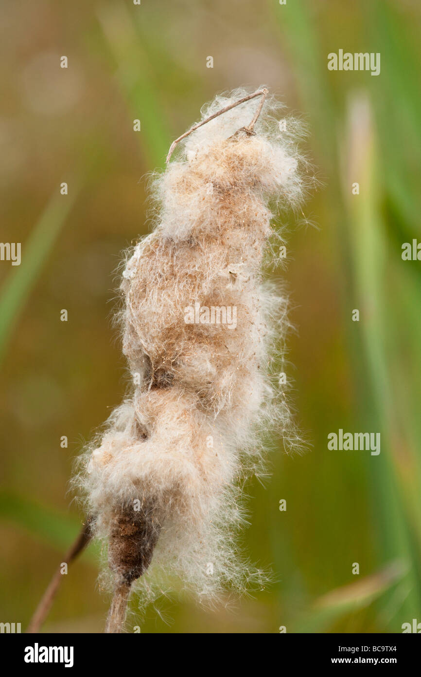 Great Reedmace, Typha latifolia, seeding Stock Photo - Alamy