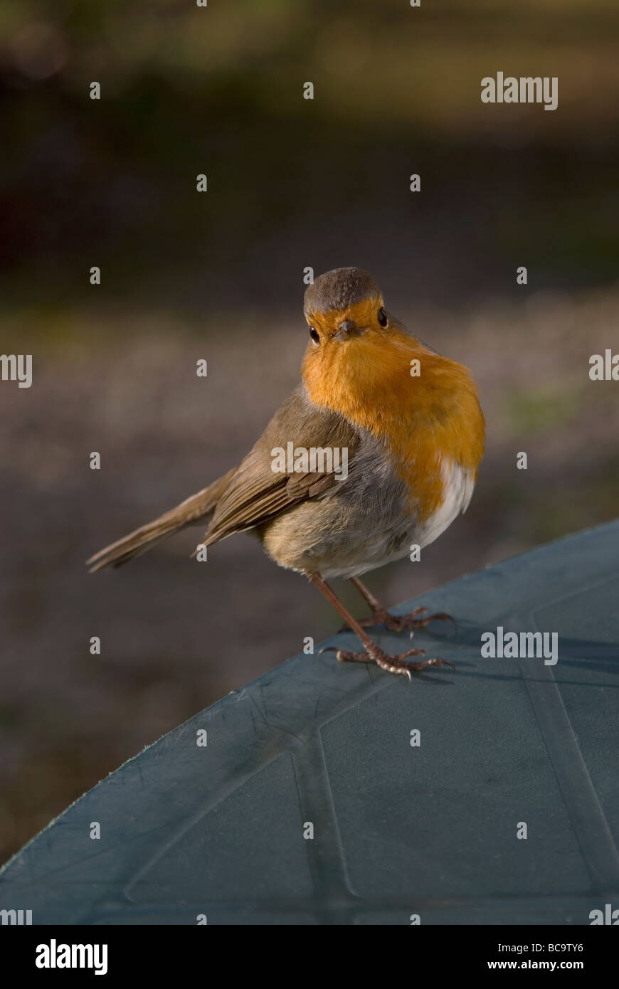 Robin looking aggressively into camera Stock Photo - Alamy
