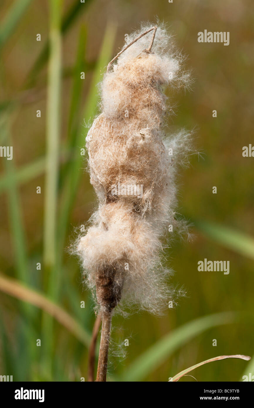 Great Reedmace, Typha latifolia, seeding Stock Photo - Alamy