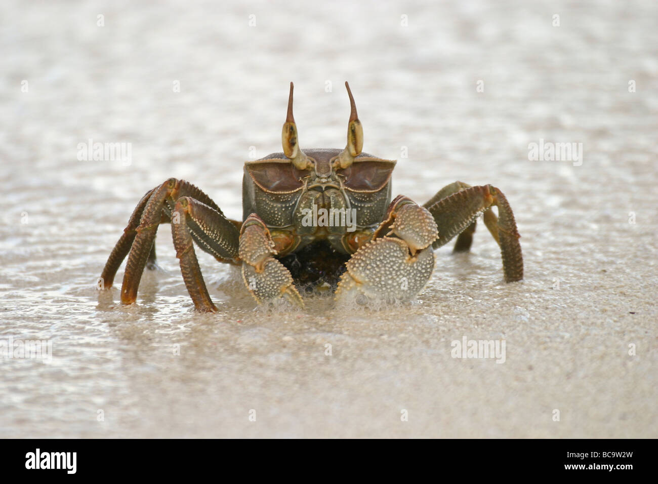 Alien crab hi-res stock photography and images - Alamy