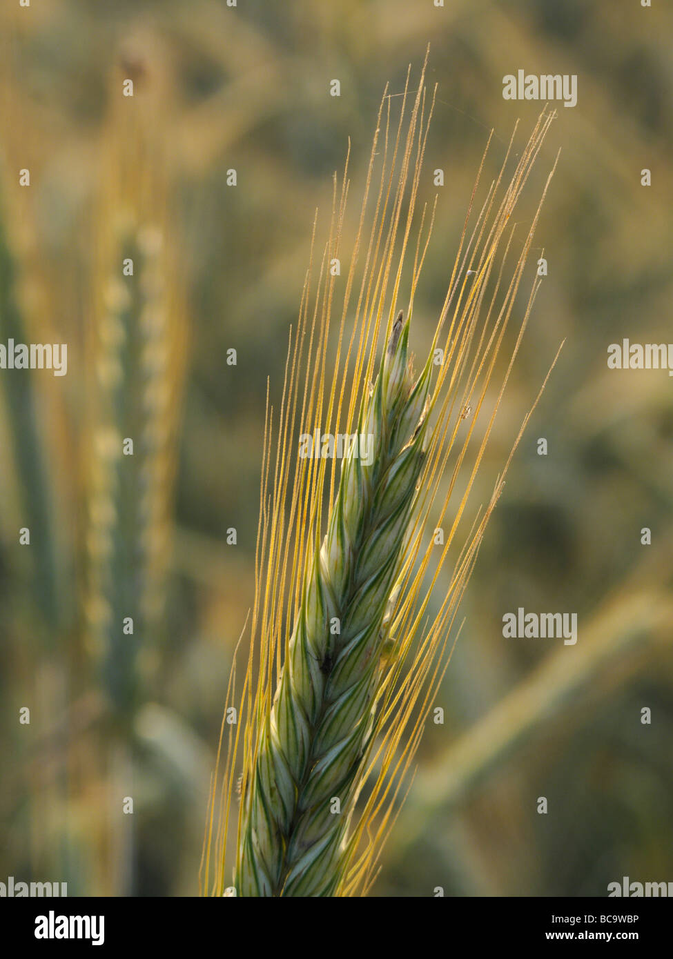 Head of barley hi-res stock photography and images - Alamy