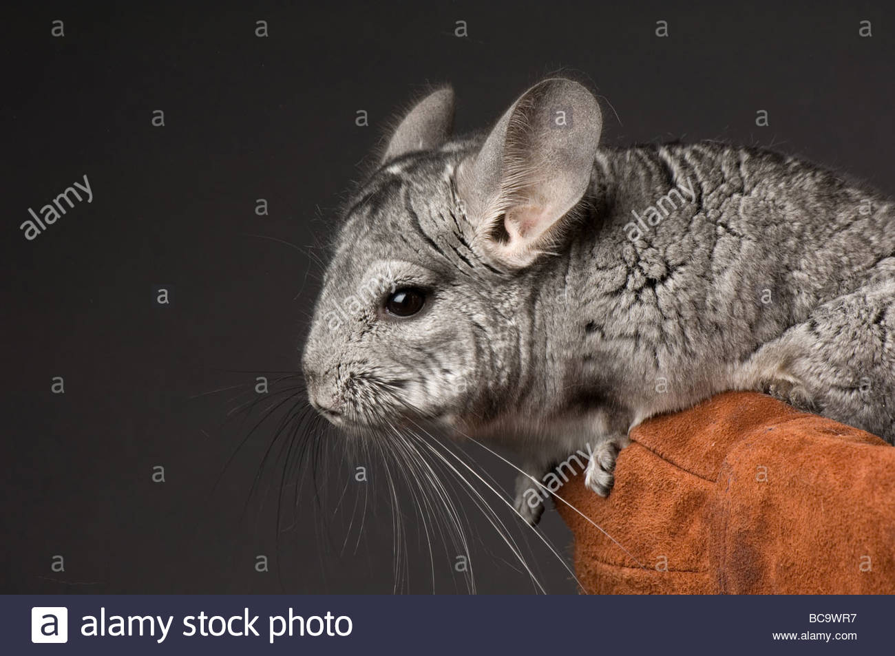 Chinchilla Lanigera Stock Photos & Chinchilla Lanigera Stock Images - Alamy