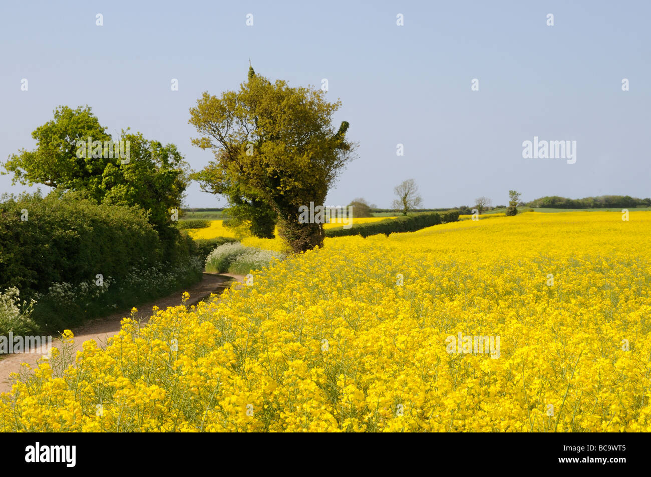 Oilseed rape brassica napus fields in full flower North Norfolk UK ...