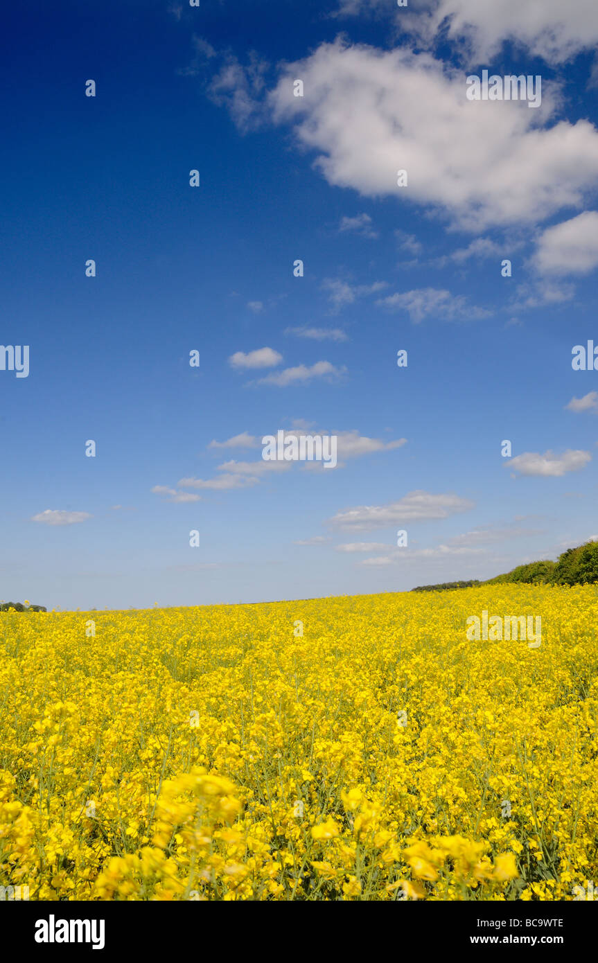 Oilseed rape brassica napus fields in full flower with blue sky North ...