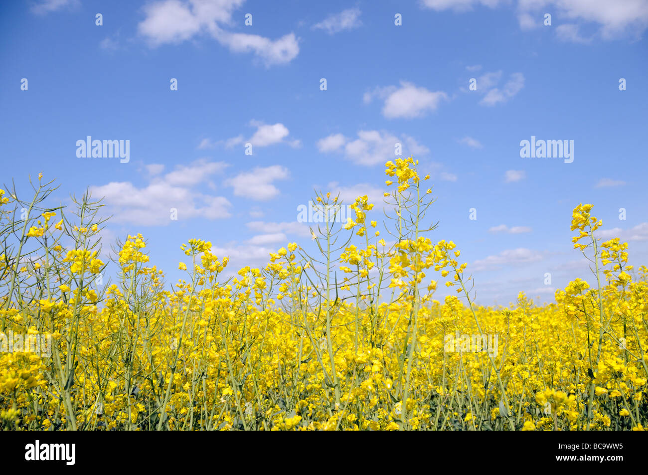 Oilseed rape brassica napus fields in full flower with blue sky North ...