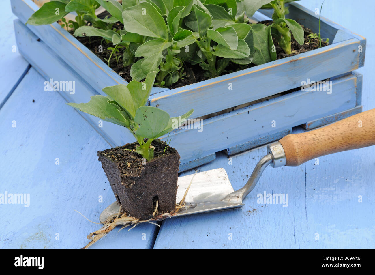 Broad plants in peat pots ready for planting out UK April Stock Photo ...