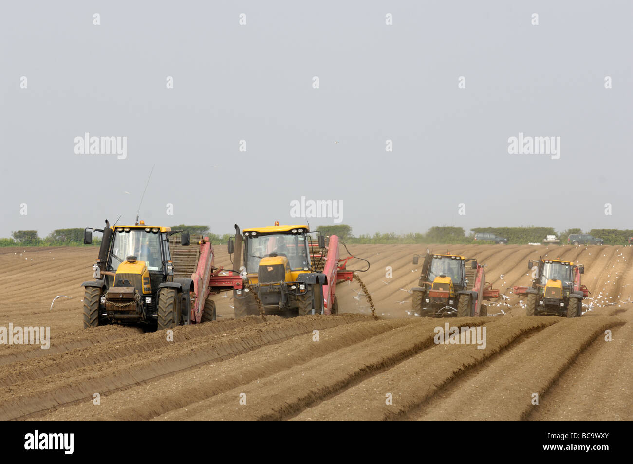 Baulking hi-res stock photography and images - Alamy