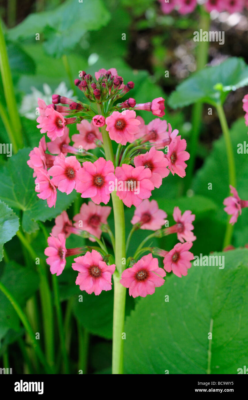 Candelabra primula hi-res stock photography and images - Alamy