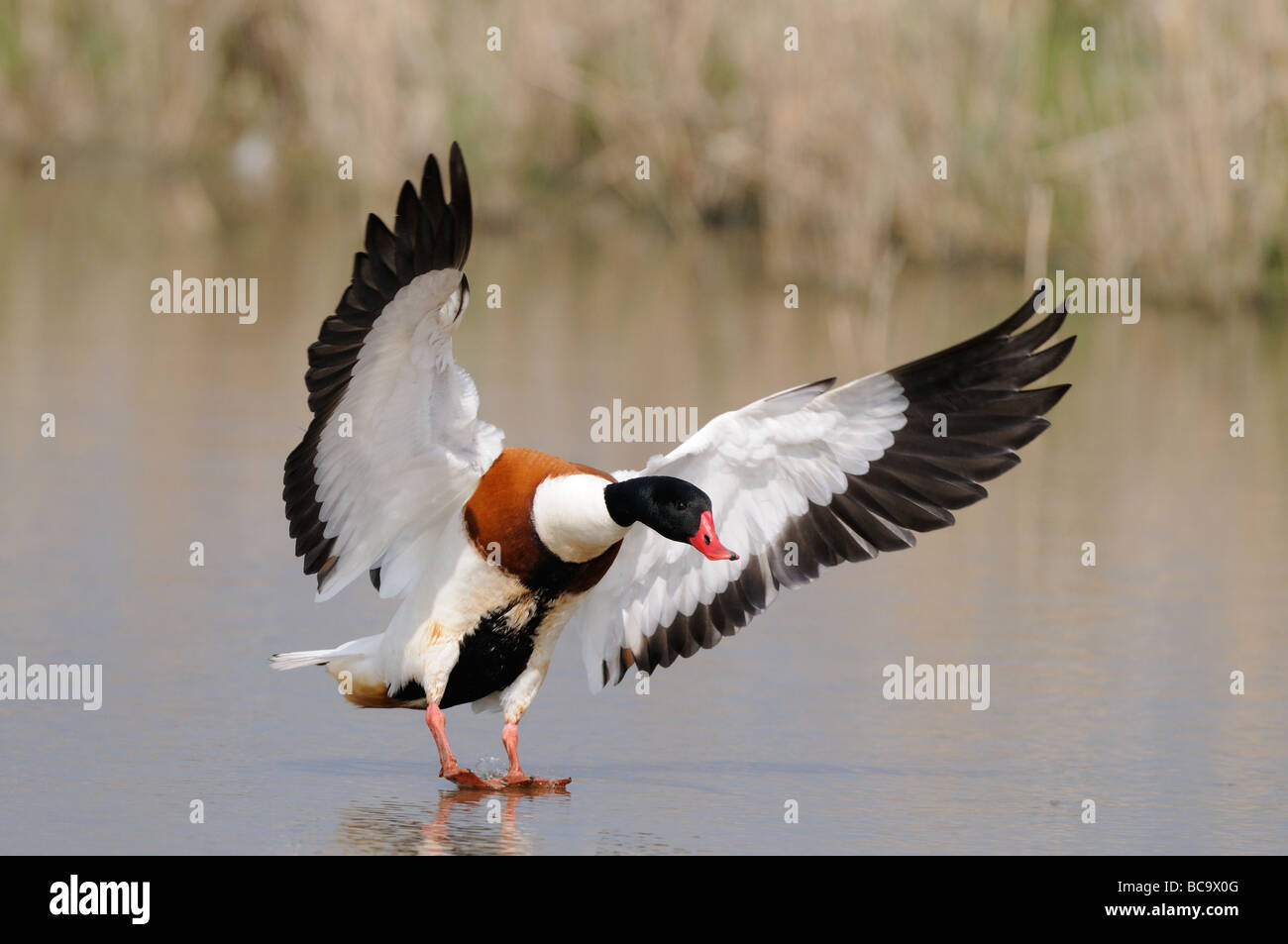 Bird scrape uk hi-res stock photography and images - Alamy