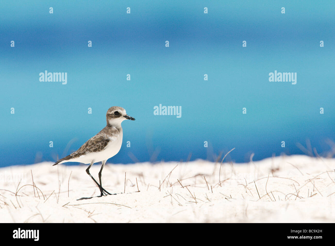 Sandplover hi-res stock photography and images - Alamy