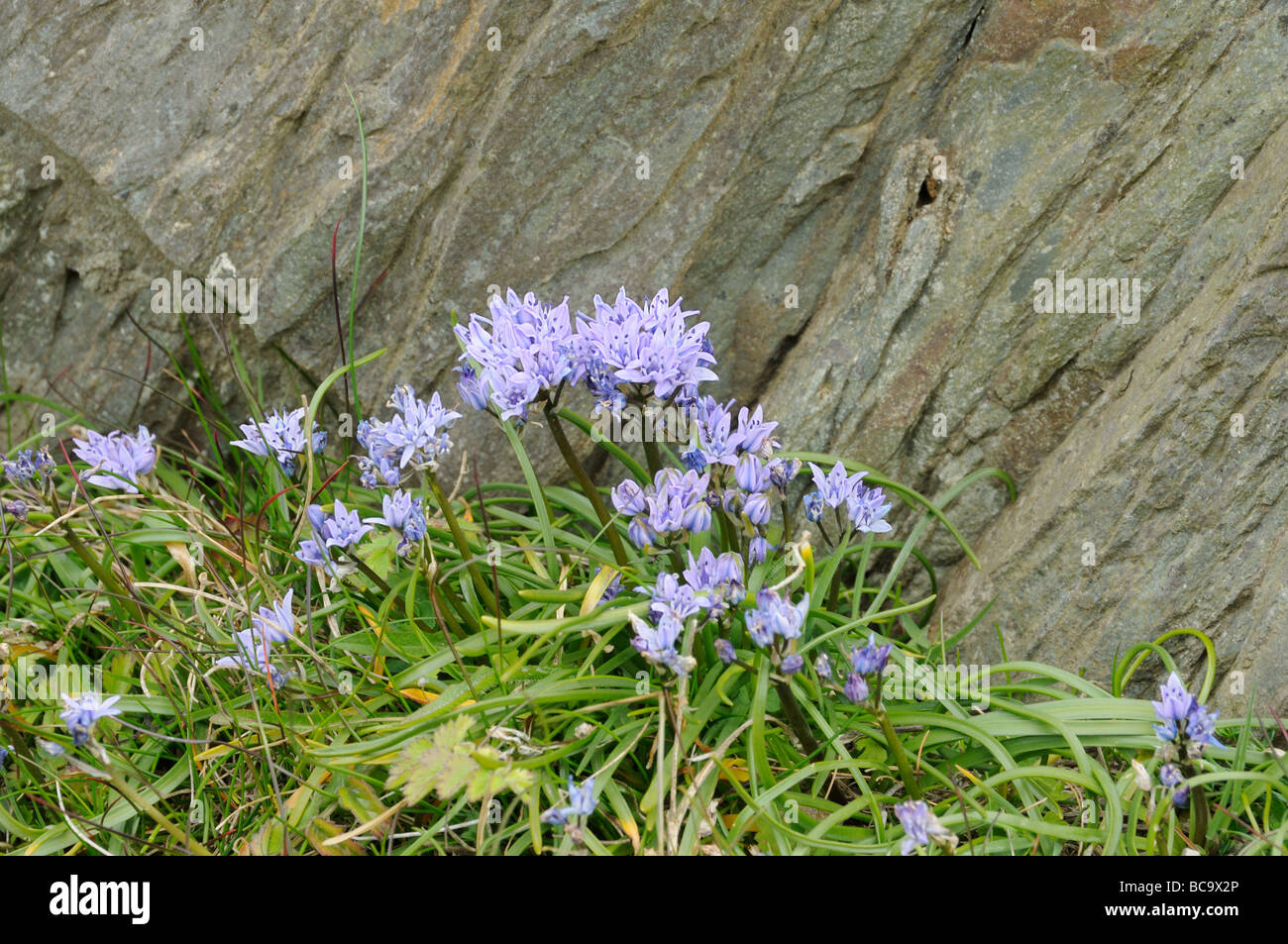 Spring Squill scilla verna in flower growing on coastal cliffs UK May ...