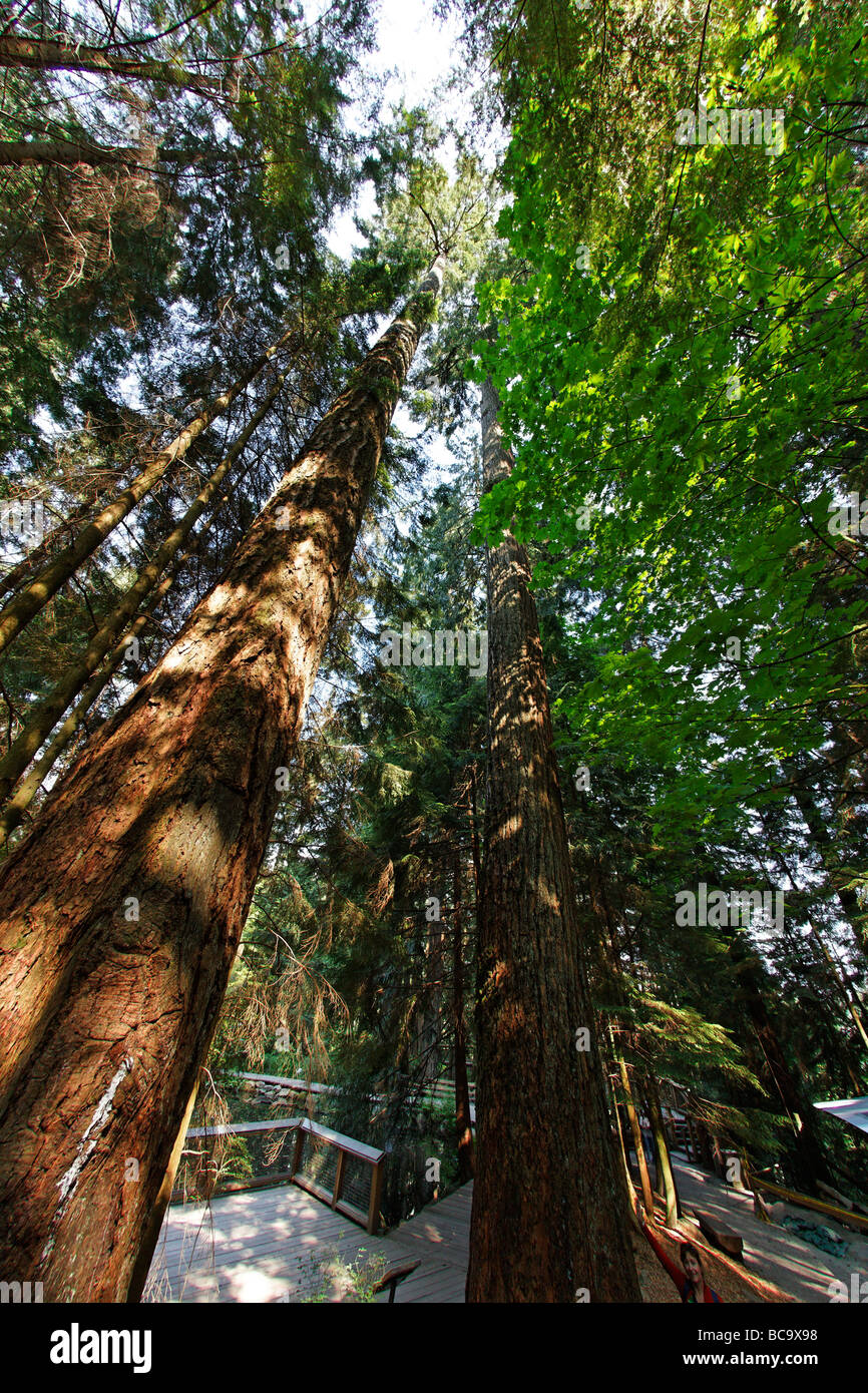 Rain forest at Lynn Canyon near Capilano Suspension Bridge giant ...