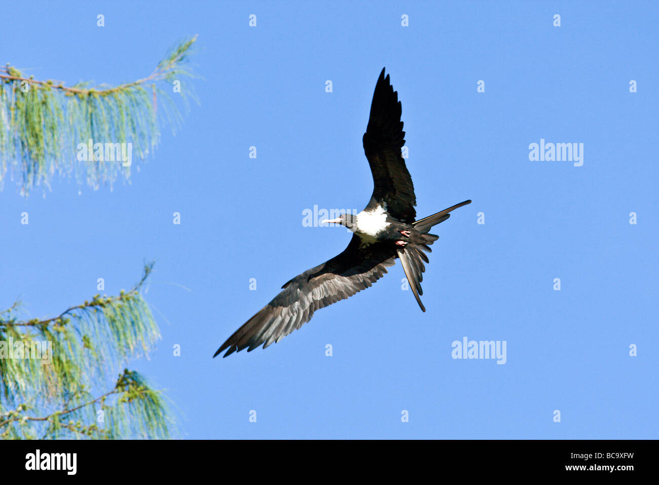 Frigatebird flight hi-res stock photography and images - Alamy