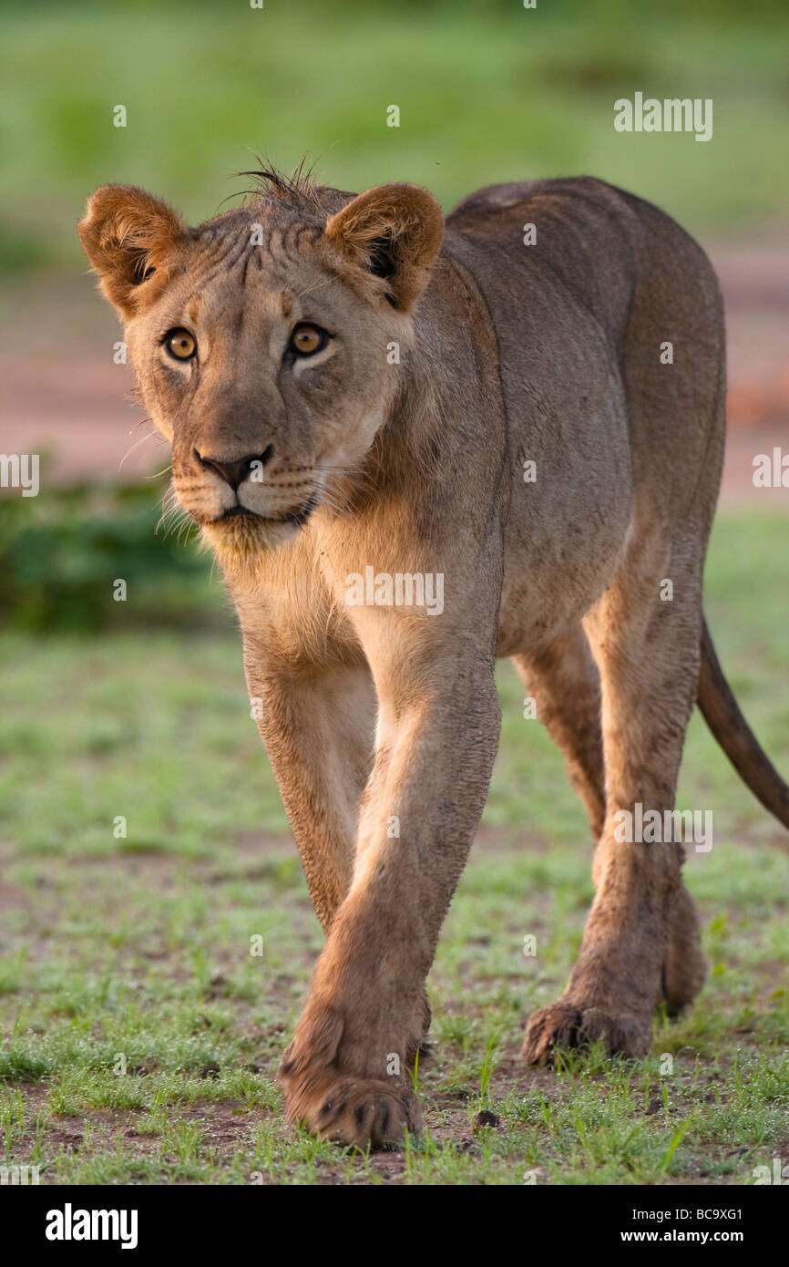Male lion young hi-res stock photography and images - Alamy