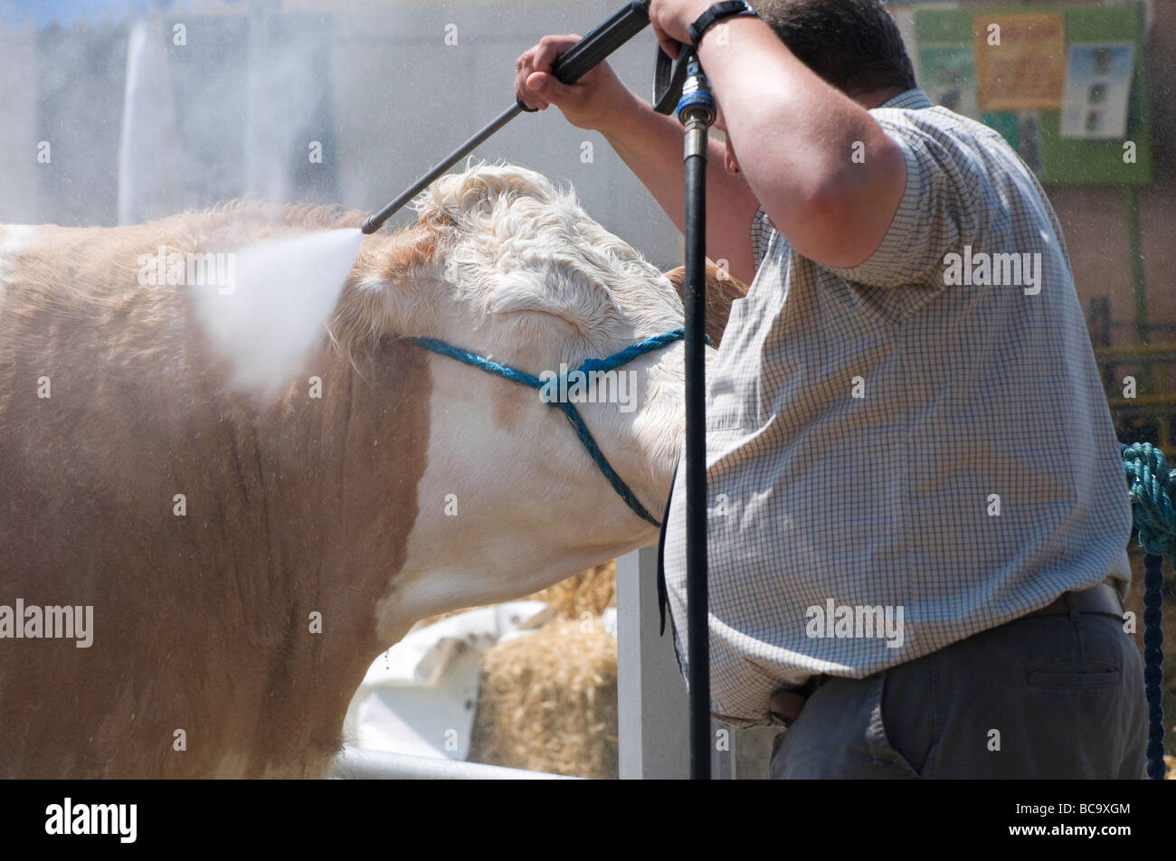 Cow washer hi-res stock photography and images - Alamy