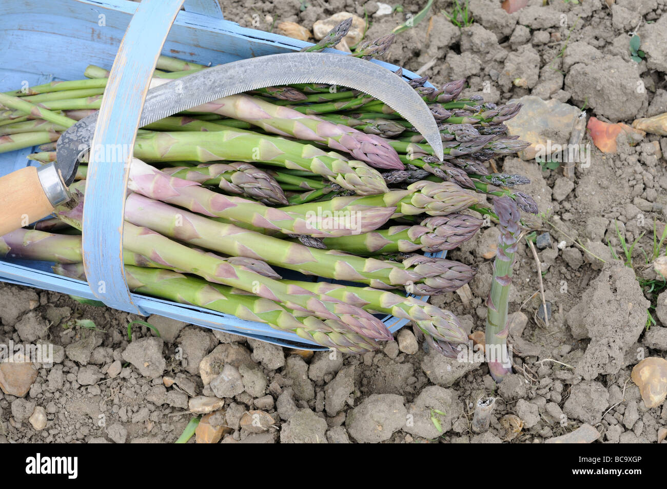 Asparagus freshly cut spears in blue trug with knife uncut spears at ...